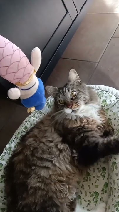 Maine coon plays with Catnip toy again - YouTube