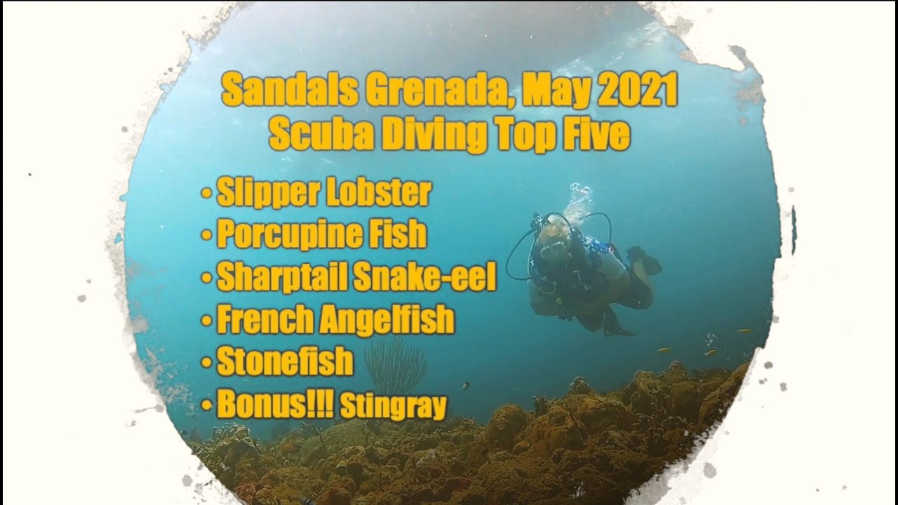 2021 Sandals Grenada Top Five Scuba Dive Sightings - YouTube