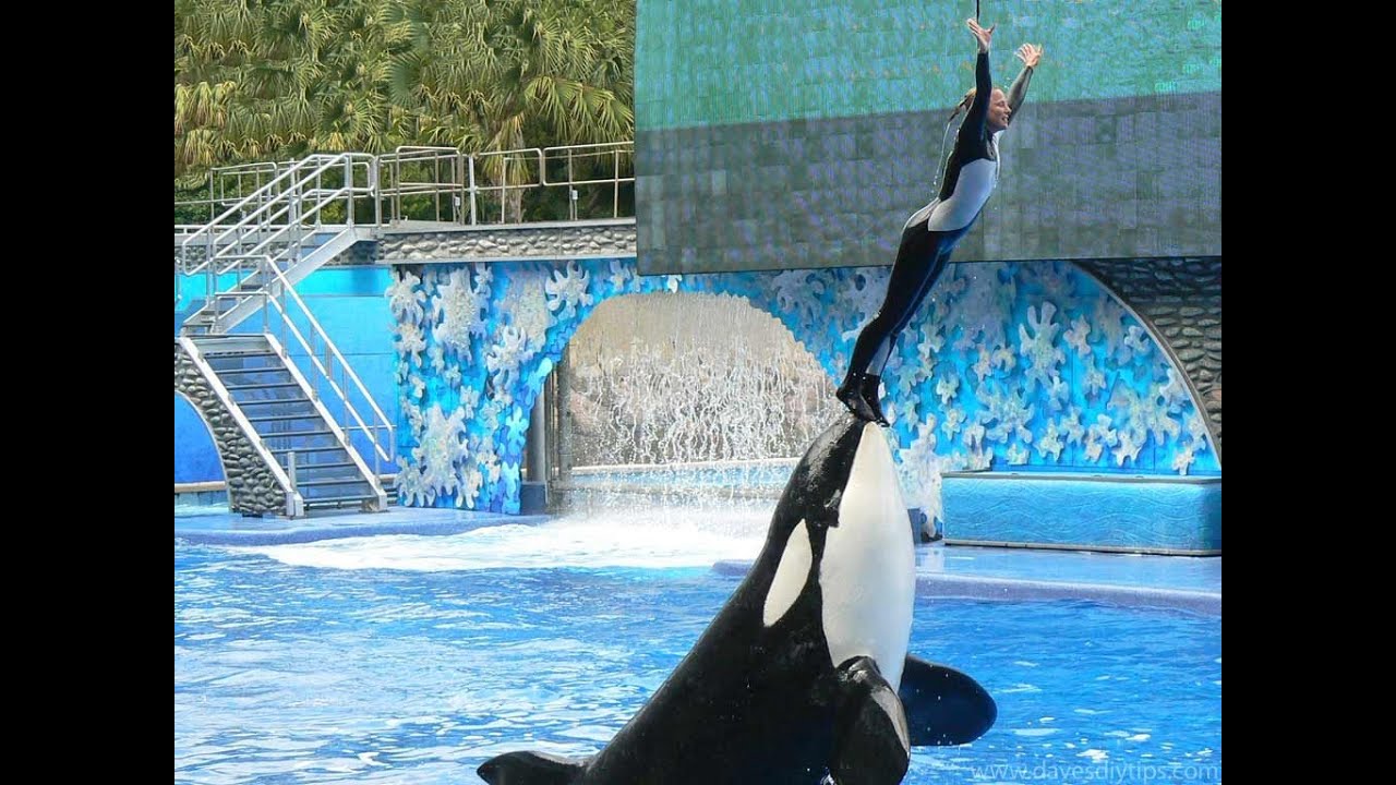 Sea World Orca Tricks - YouTube