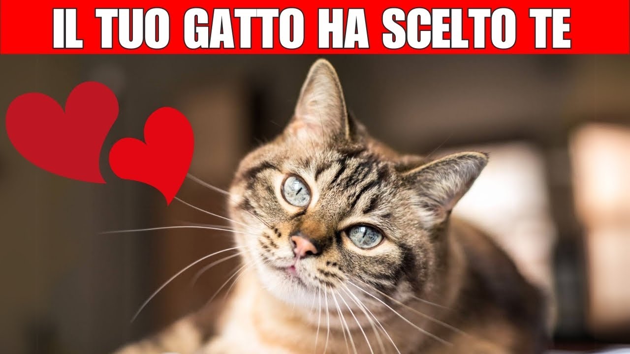 Il tuo gatto non è nella tua vita per caso, è destino - YouTube