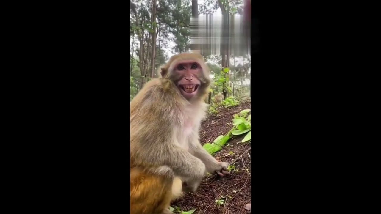 The Most Hilarious FUNNY ANIMALS You'll Ever Watch - YouTube