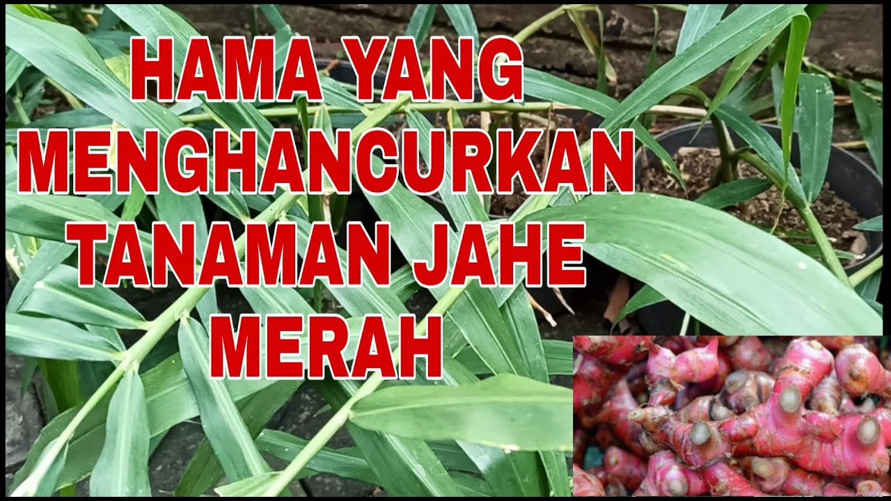 HAMA BESAR YANG MENGHANCURKAN TUNAS TANAMAN JAHE MERAH - J2 - YouTube