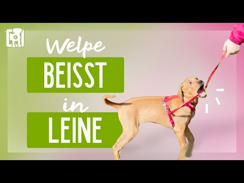 Welpe beißt in Leine - Sofortmaßnahmen & Ursachen beseitigen