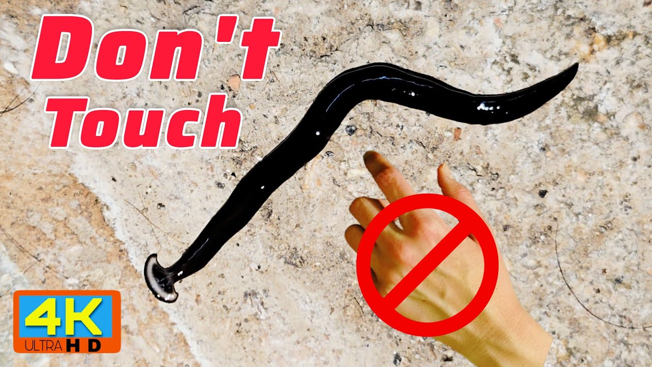 Don’t Touch This Creature! What Happens If You Touch It? (Land ...