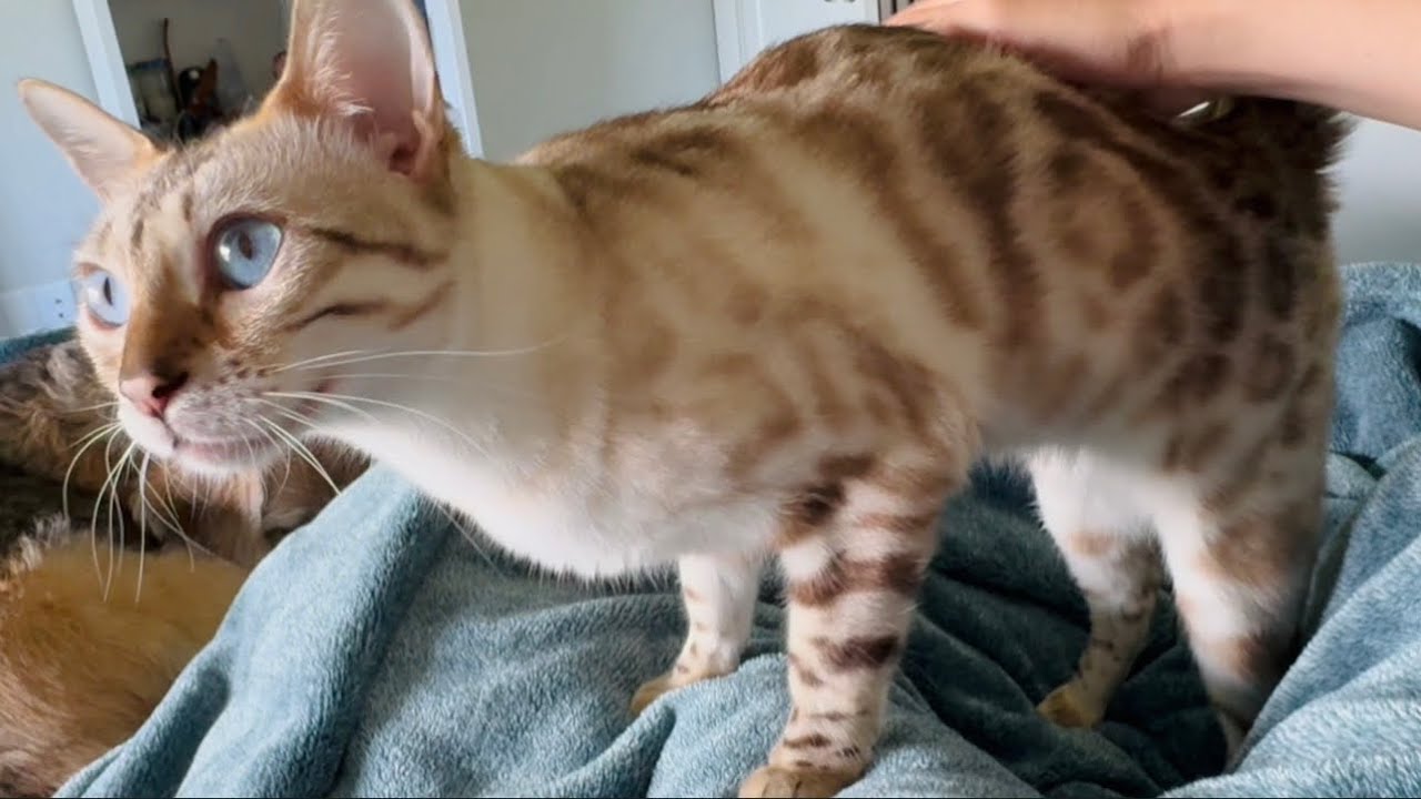 Kitty wants to cuddle ALL DAY LONG! - YouTube