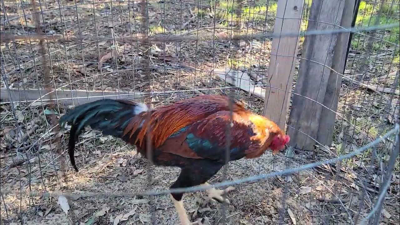 12/5_/2024, shows time saib young roosters - YouTube