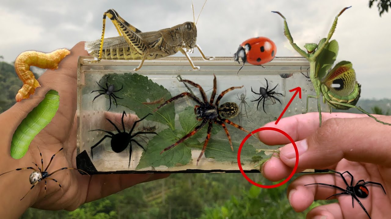 hunting insect in the wild‼️catch baby mantis, caterpillar, spider ...