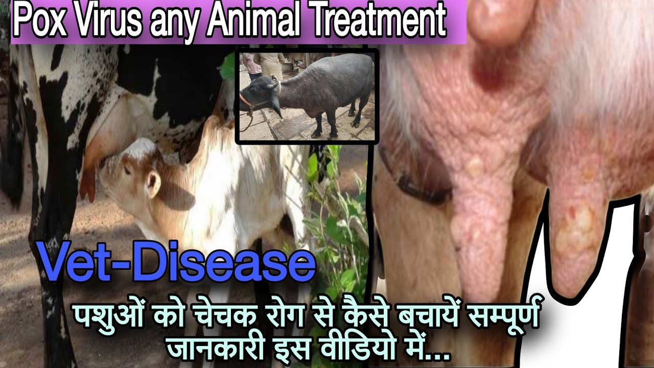 Cow pox disease Treatment in cattle and Buffalo पशुओं का चेचक रोग से ...