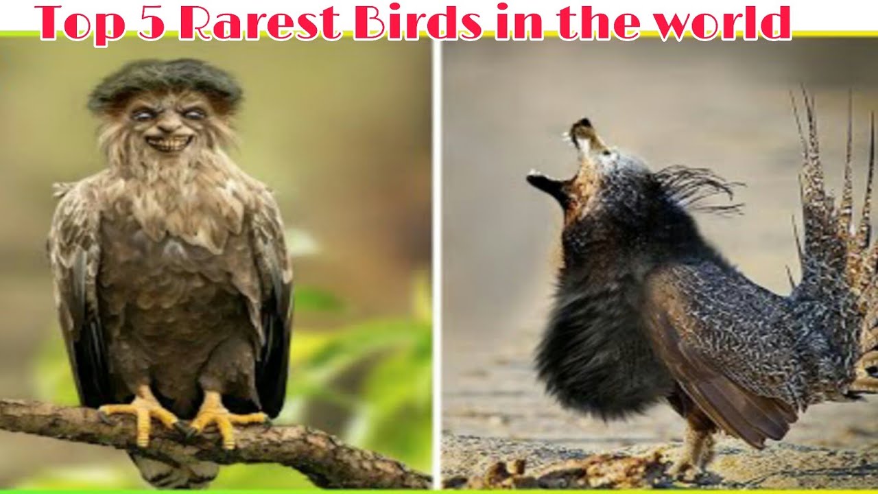 Top 5 Rarest birds in the world | Most unique Birds in the world # ...