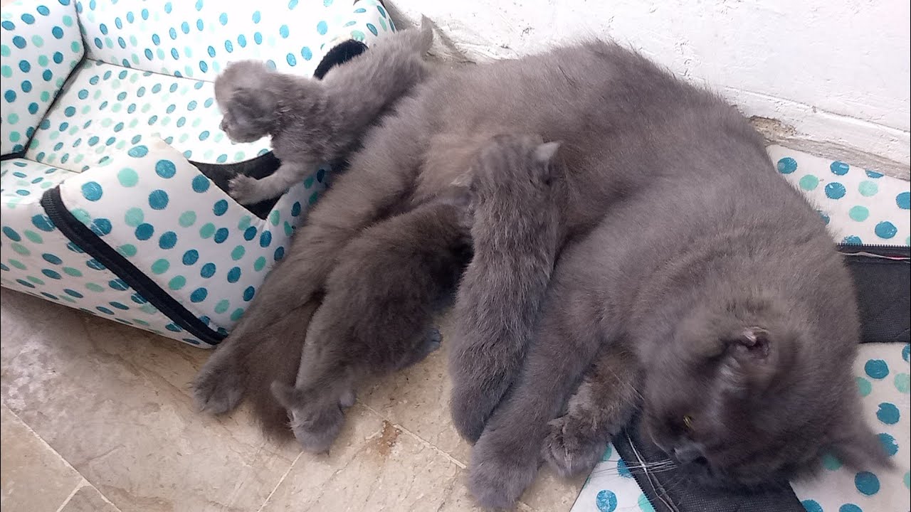 Struggle of newborn Kittens "Tiny Triumphs: A Challenge Awaits the ...