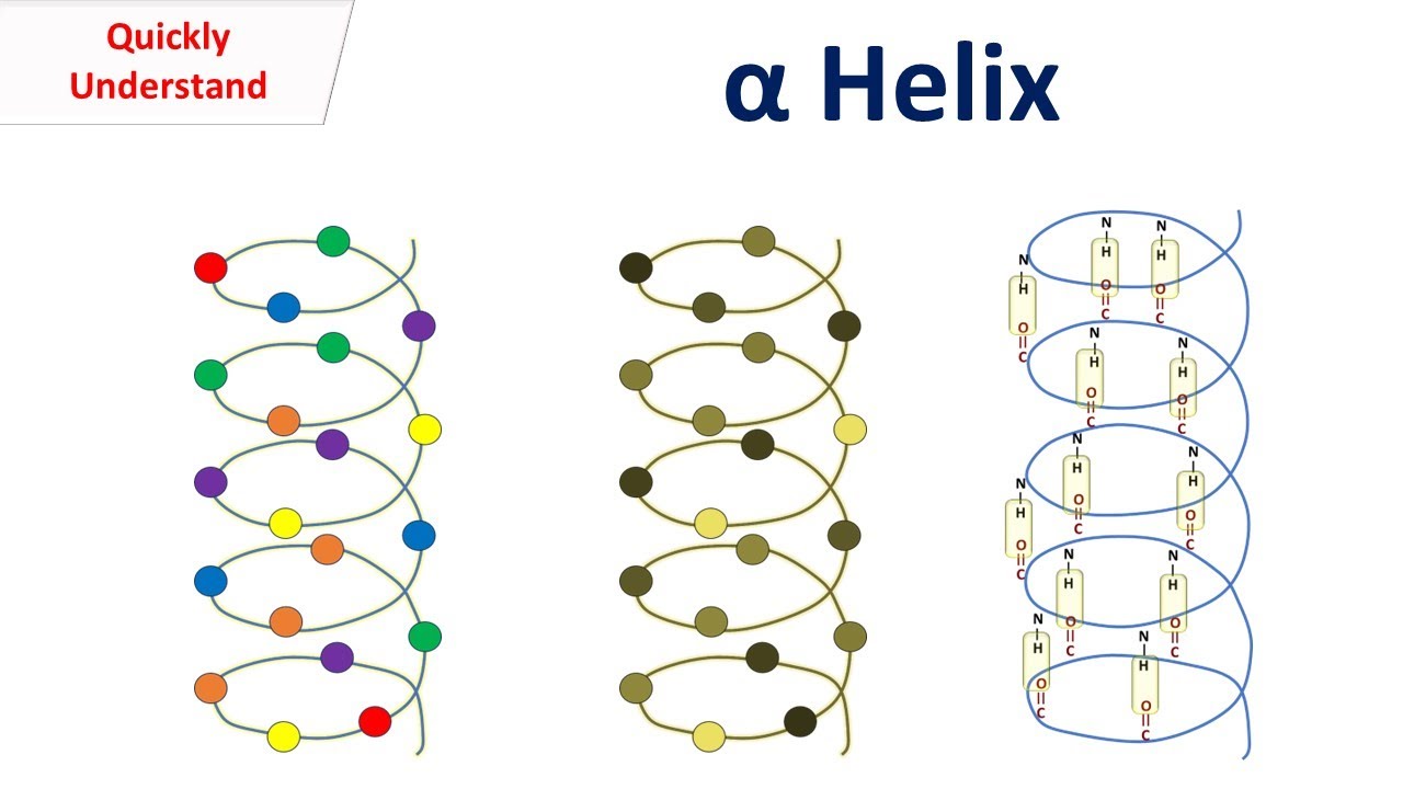Alpha Helix - YouTube