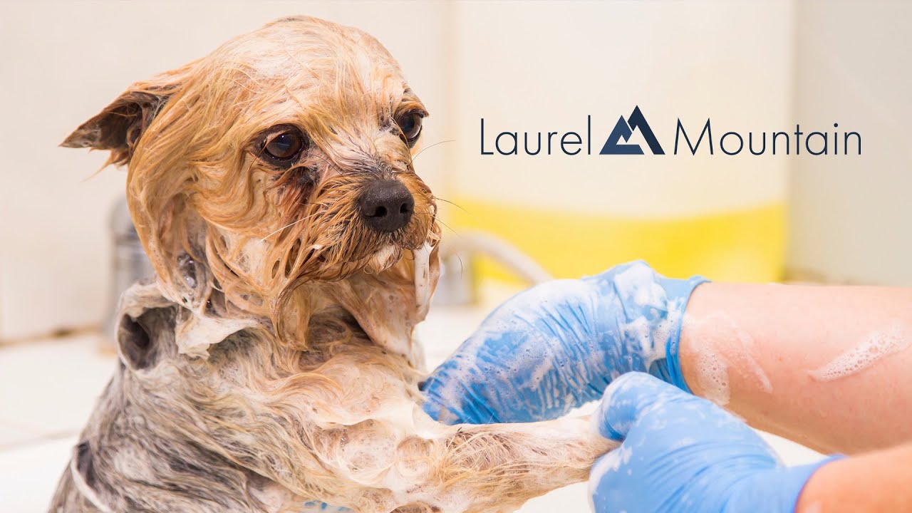 Odie: The Ultimate Dog Utility Shower | Laurel Mountain Bath - YouTube