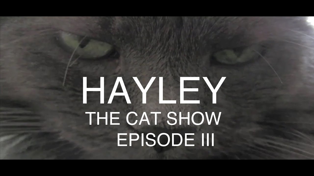 Hayley the Cat Show - Unlimted Appetizers and the Half Blood Artists ...