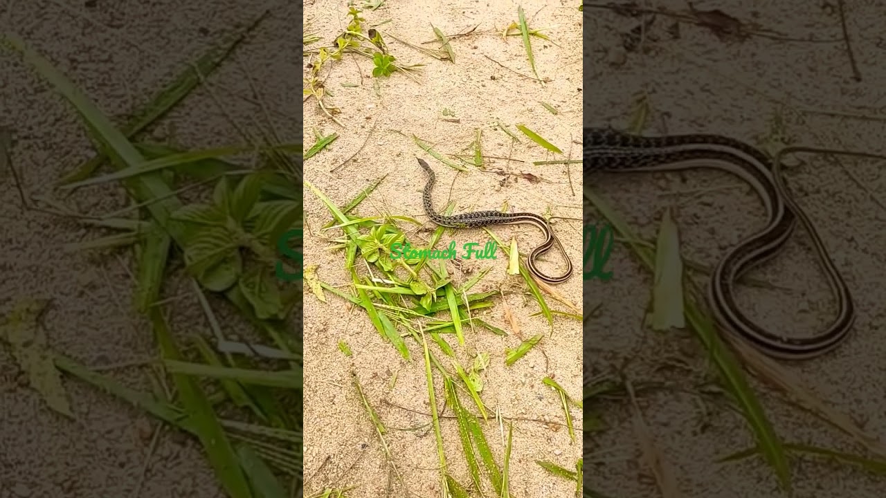 Snake Stomach full - YouTube