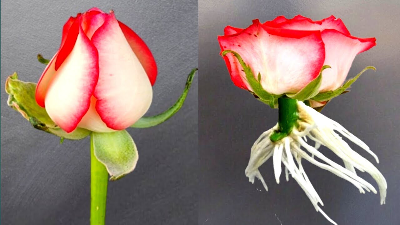 Growing Rose Plant From Cutting + Bud Very Unique Techniques - YouTube