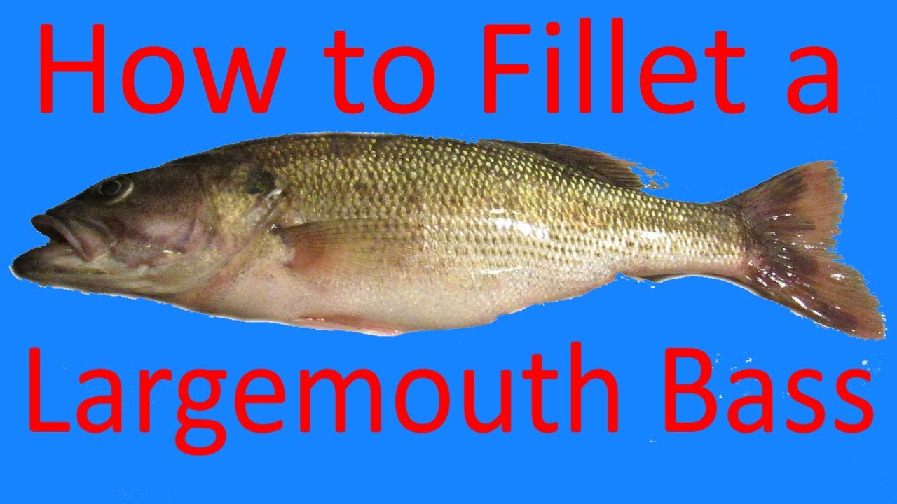 Easy How to Fillet Largemouth Bass for beginners - YouTube