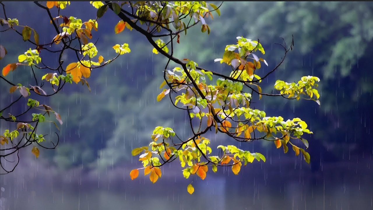 Mild Rainfall sound for instant stress relief, sleeping and studying ...