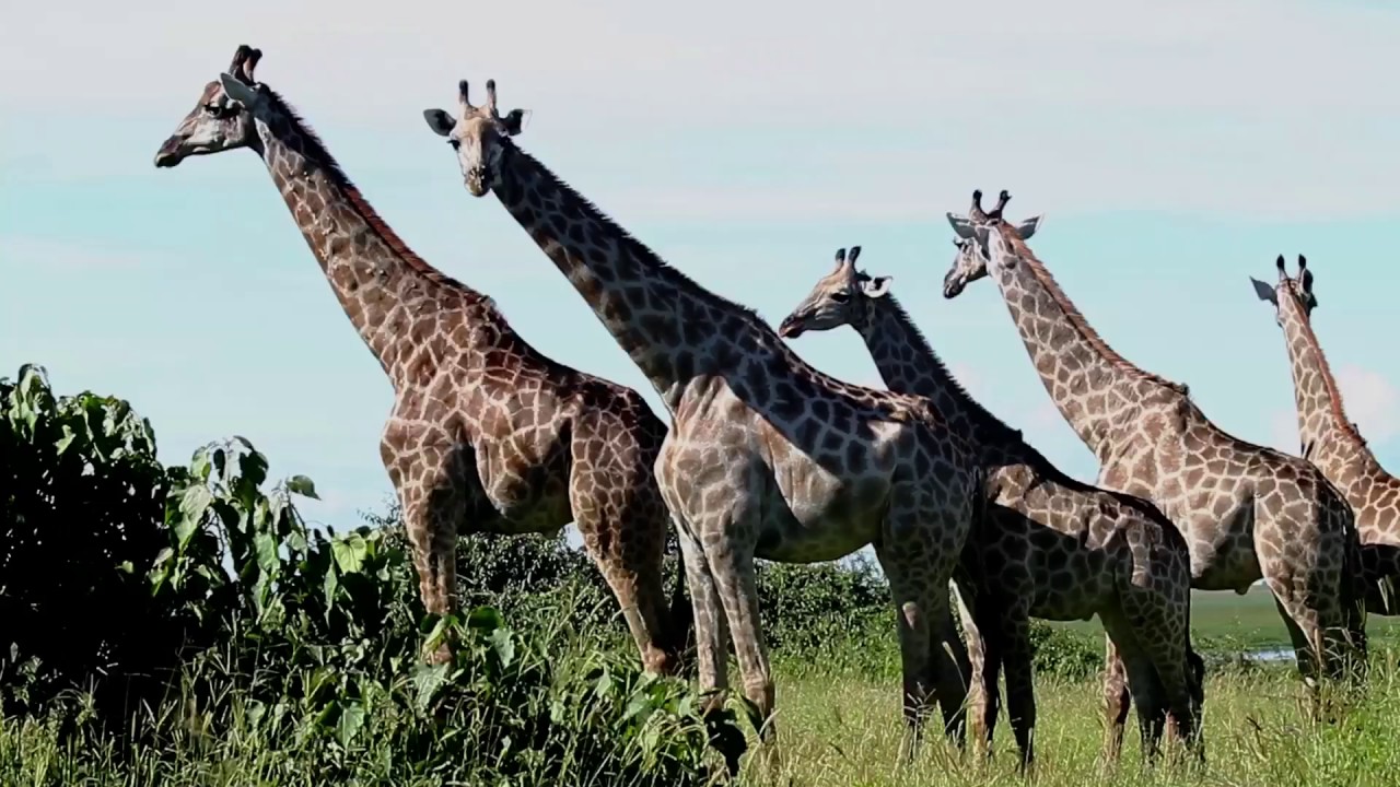 Zebra Camper Hire 2017 - YouTube