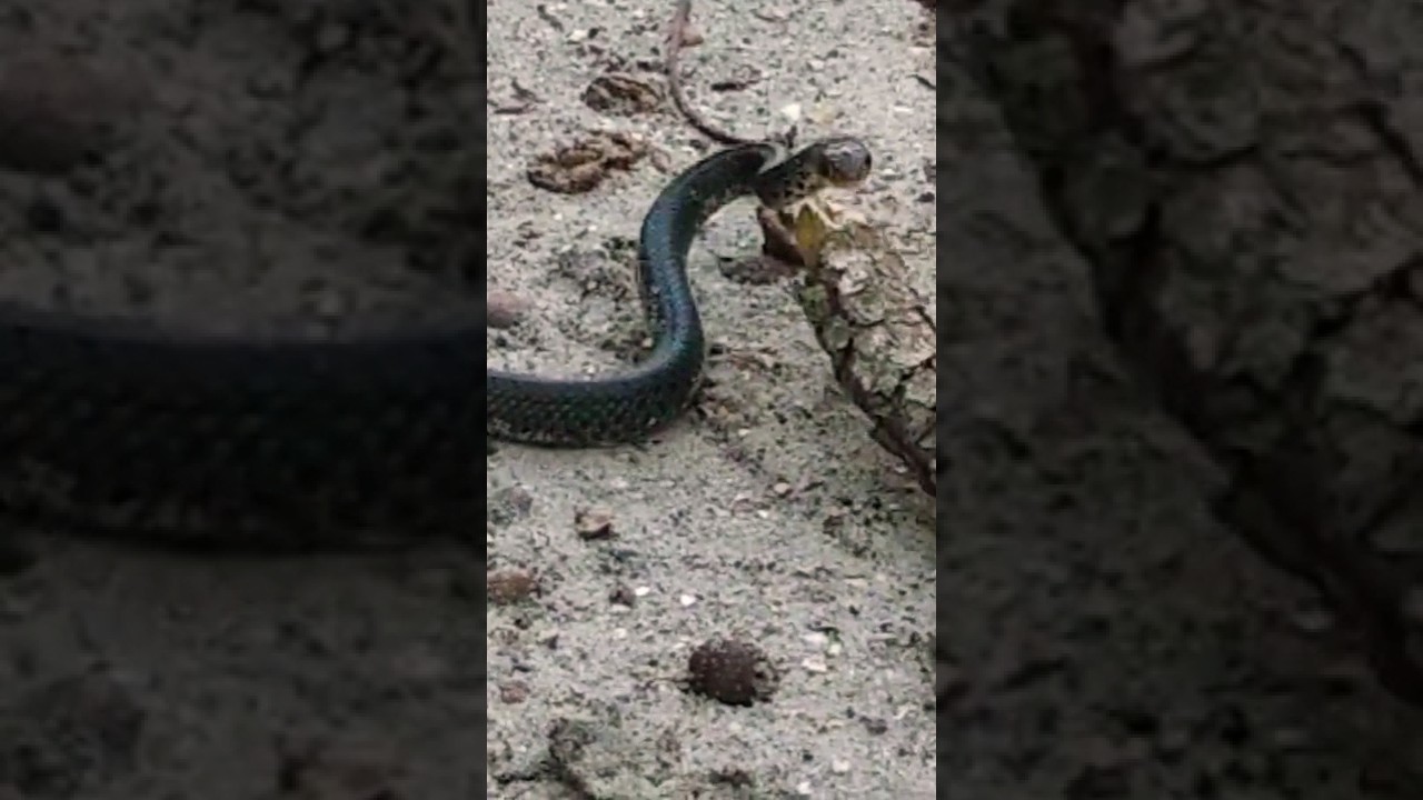 Picking up a Nope Rope Snake 😱 #fypシ゚viral - YouTube