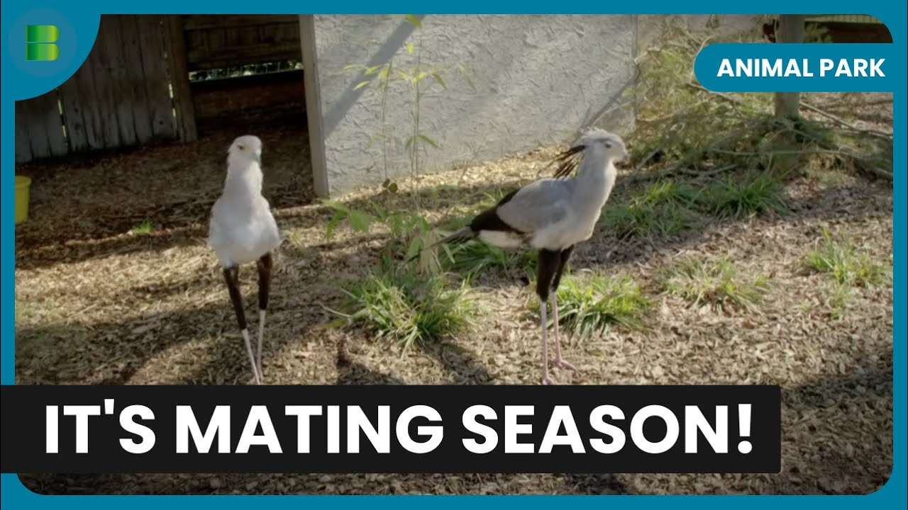 Secretary Birds Prepare for Mating Season - Animal Park - Documentary ...