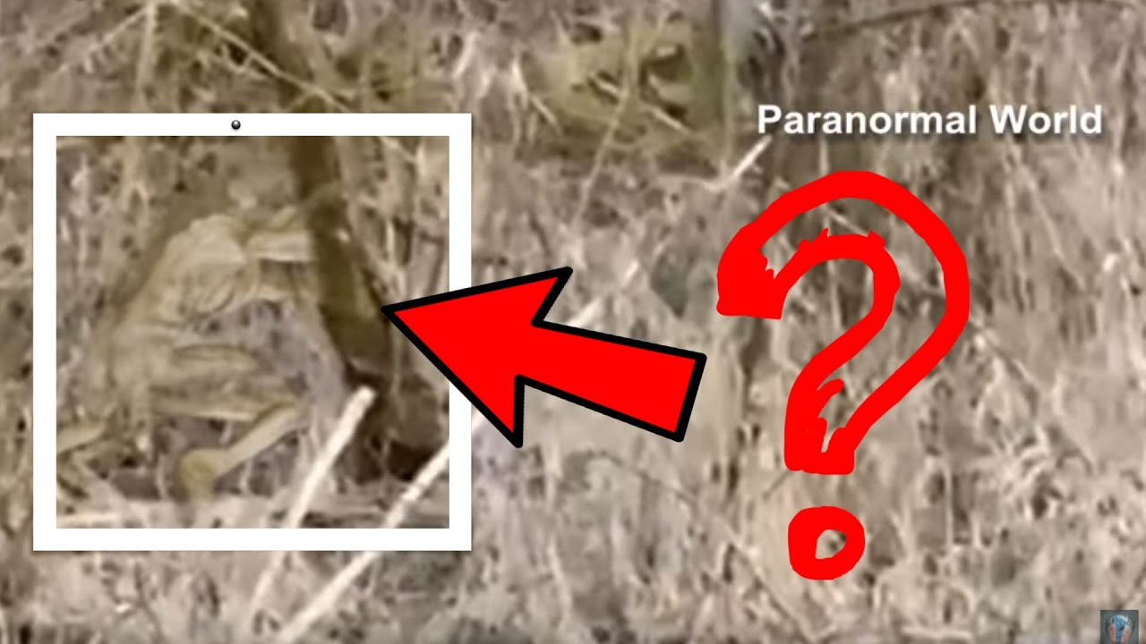 Unknown Creature Caught on Tape in The Forest - YouTube