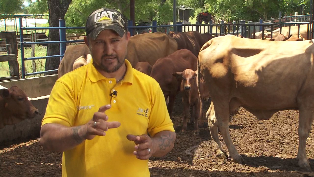Marcación de bovinos | La Finca de Hoy - YouTube