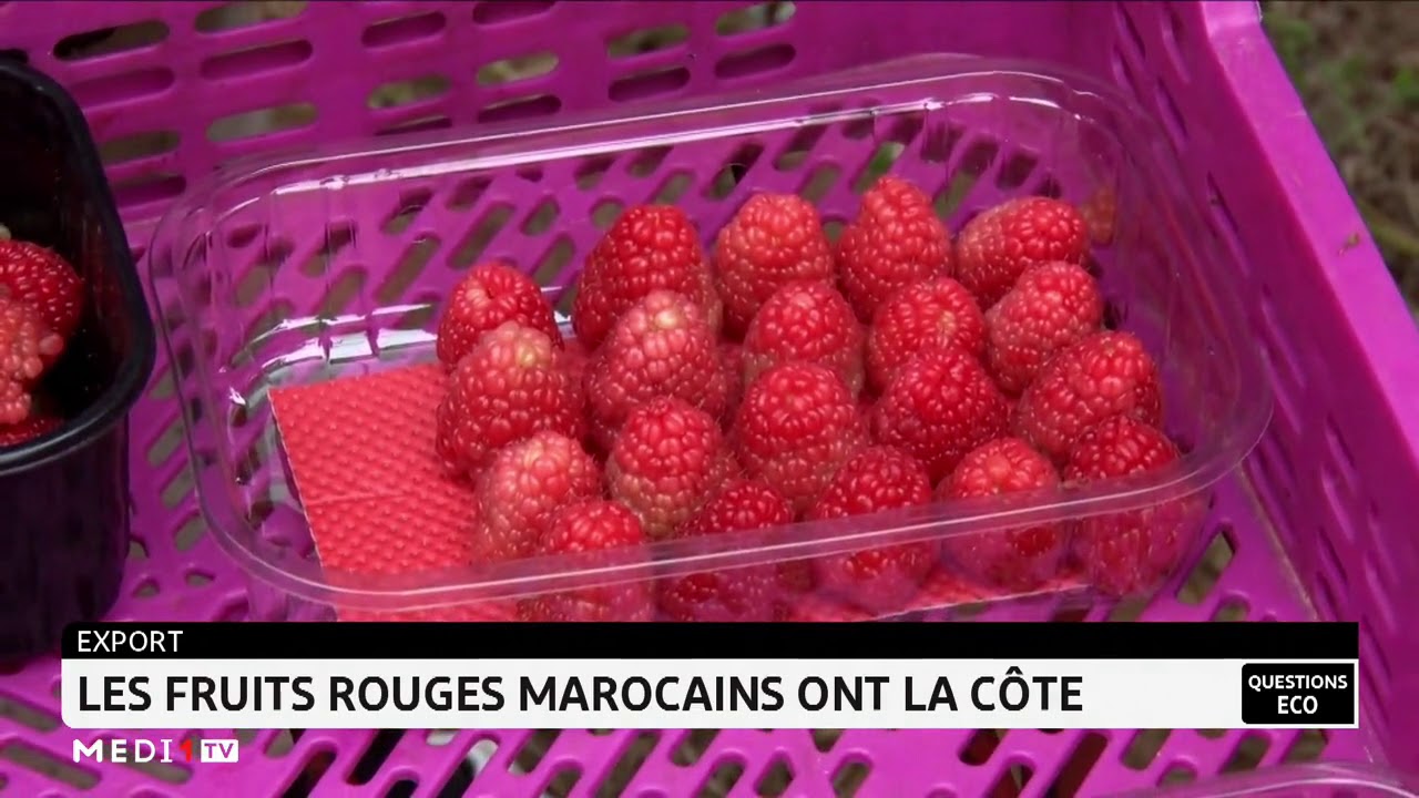 Export: les fruits rouges marocains ont la cote - YouTube