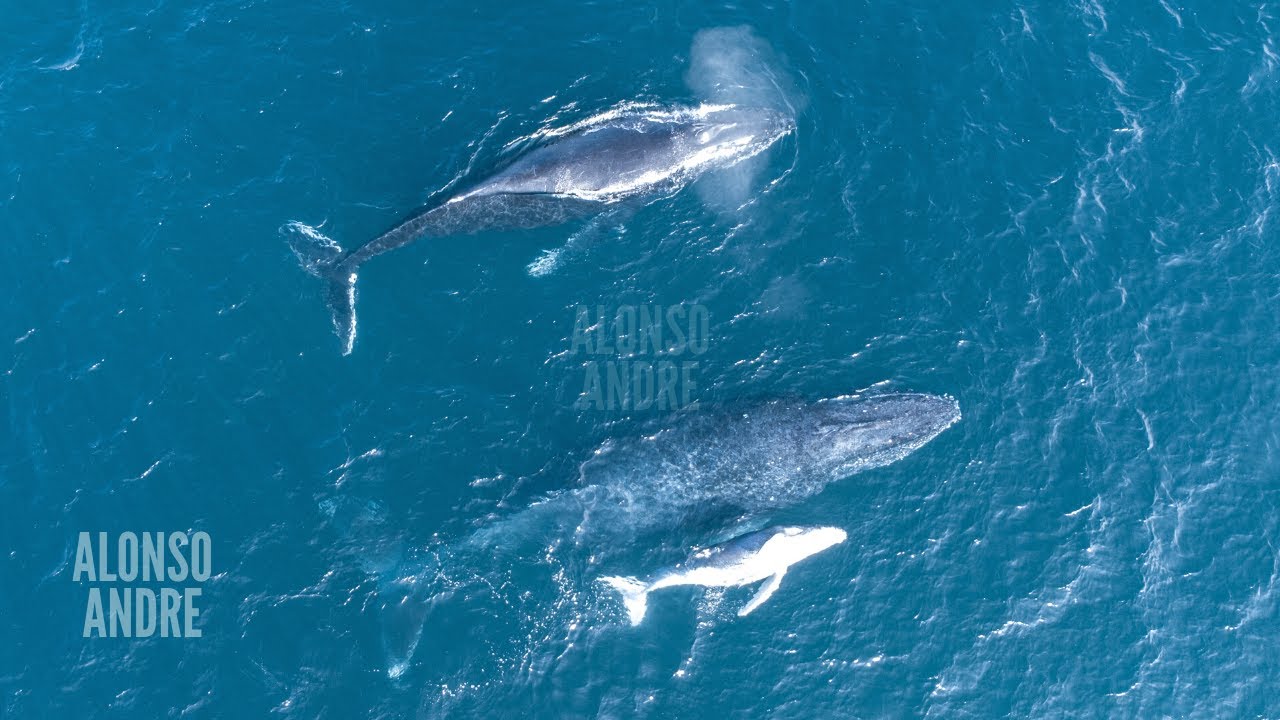 Ballenas nadando cerca a la orilla Perú 4K - El mejor video que he ...