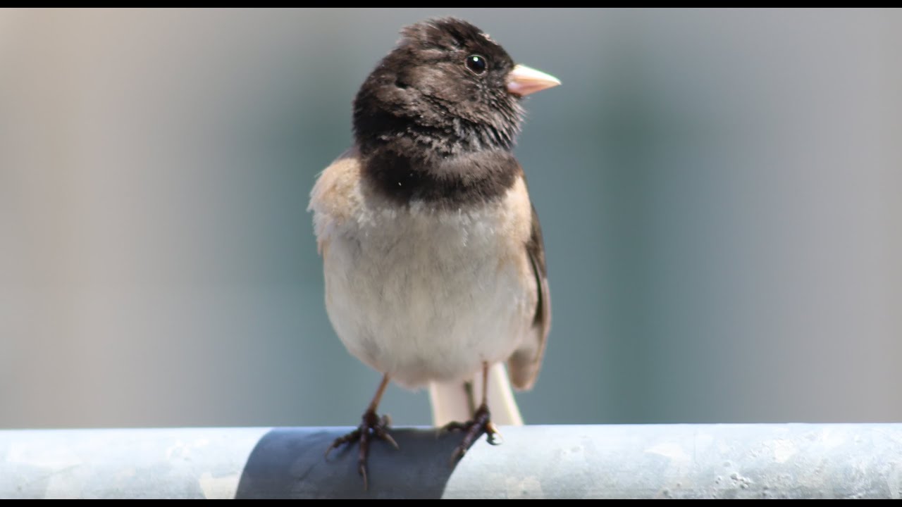Jay Eats from my Hand! House Finch feeds his wife & other recent ...