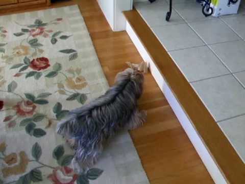 Yorkie scared of a crumpled napkin - YouTube