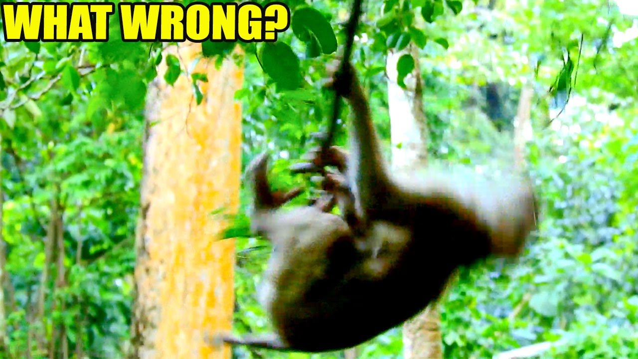 WHAT WRONG LIBBY? SHE'S SO ST-ANGE TO GET DOWN FROM THE TREE, BUT POOR ...