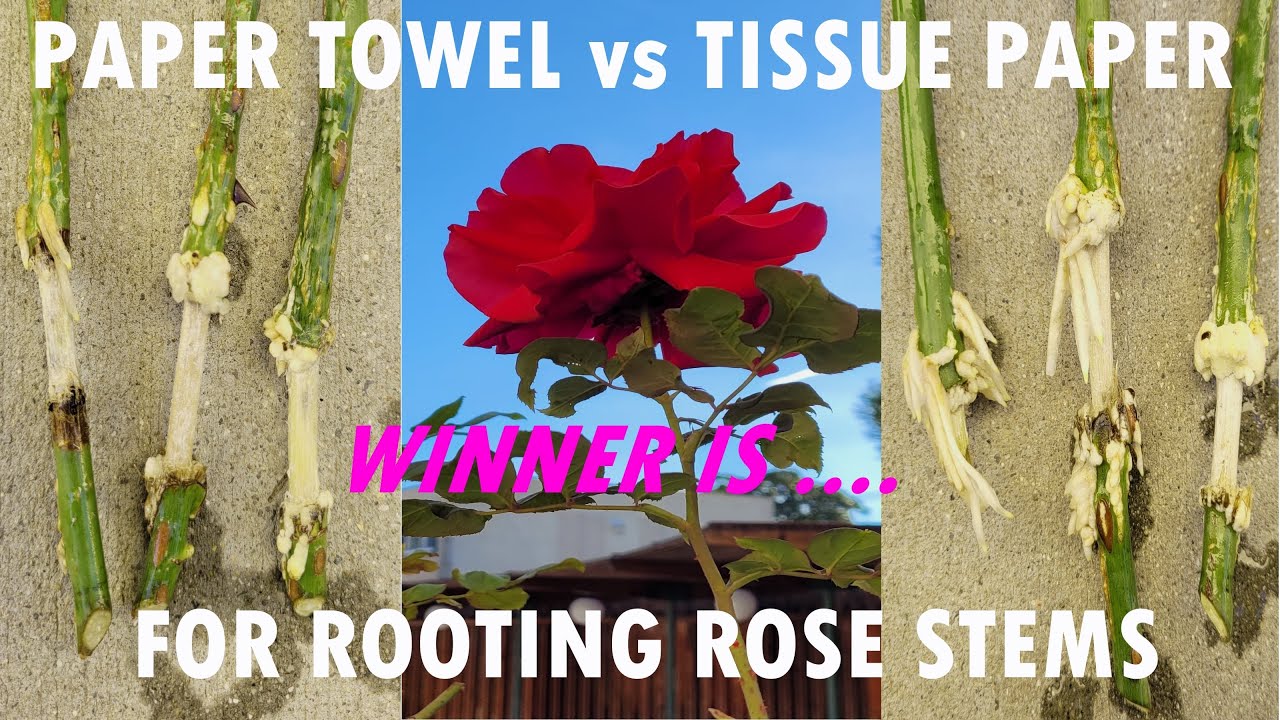 Rooting Rose Stems Using Paper Towel Or Tissue Paper Which One Is rooting-rose-stems-using-paper-towel-or-tissue-paper-which-one-is