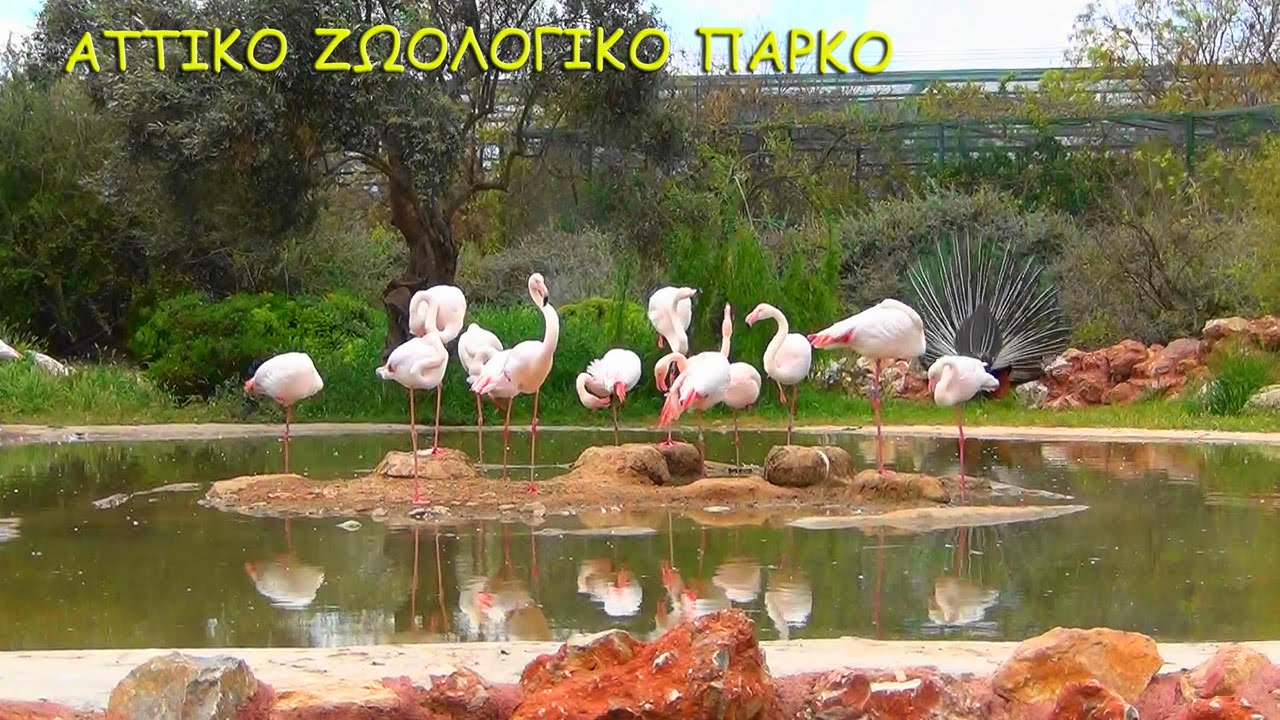 ΑΤΤΙΚΟ ΠΑΡΚΟ - YouTube