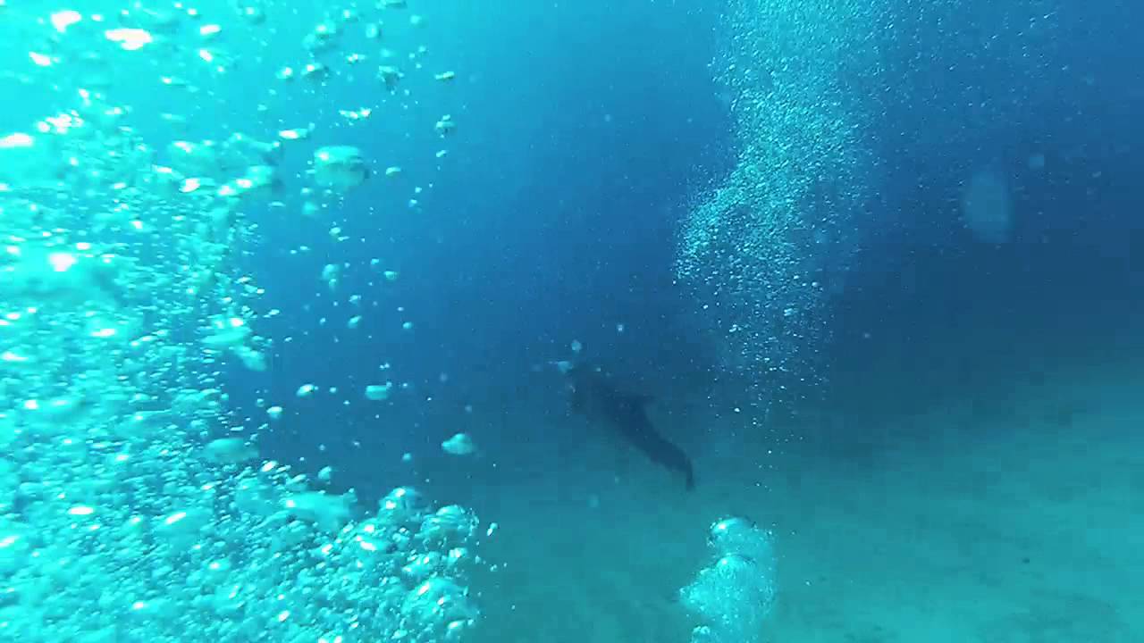 dolphin carib ghost - YouTube