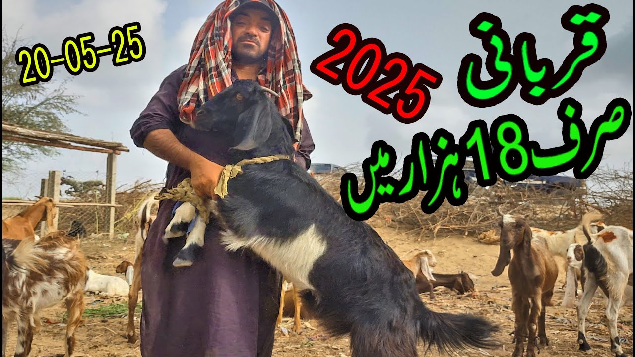 Winder Bakra Mandi | Bakra Mandi 2025 |BAKRA EID 2025 | BY NADIR WINDER ...