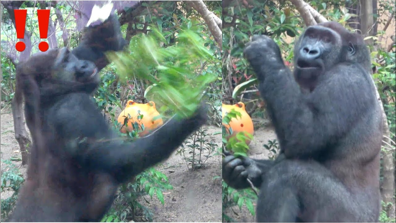 Gorilla Gentaro slipping and falling comically on a rainy day.【Momotaro ...