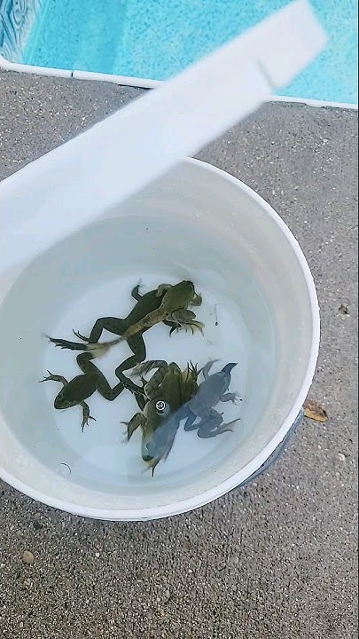 SIX frogs in the pool going to be rehomed in a lake or pond. #frogs # ...