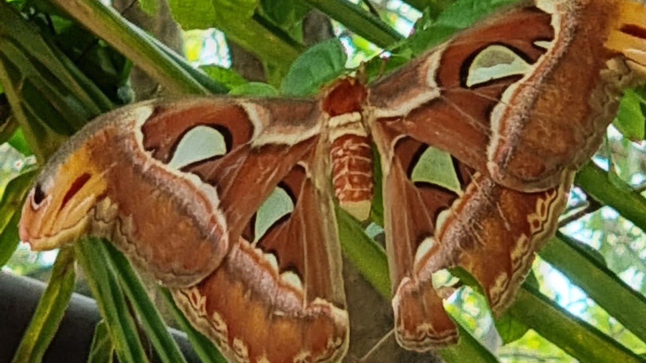 Giant moth spotted - Introduction to the Attacus Atlas Moth - YouTube