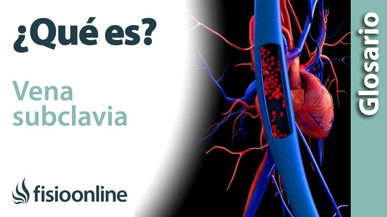VENA SUBCLAVIA | Qué es, ubicación, dónde se origina, recorrido y ...
