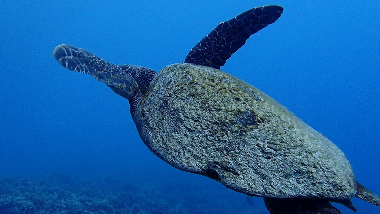 Turtle number two CU as it swims up - YouTube