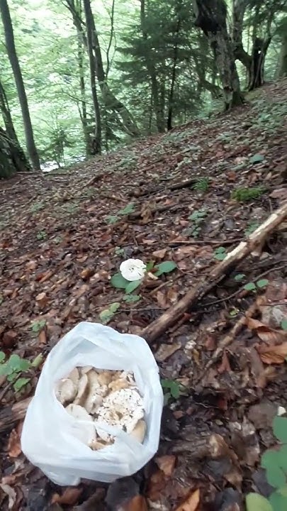 gljiva puna šuma💪 - YouTube