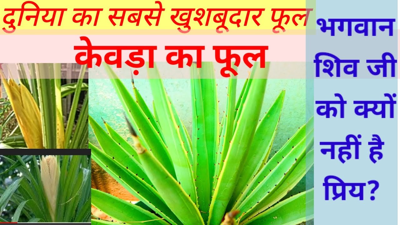 केवड़ा का पौधा अपने घर में लगाएं। सबसे खुशबूदार फूलों में से एक है ...