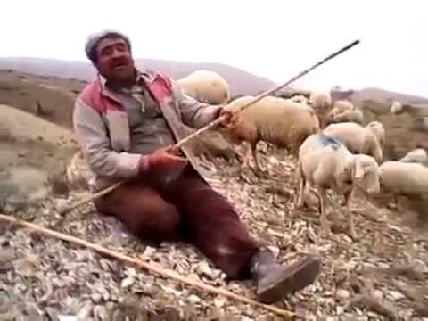 ÇOBAN ABİMİZDEN YABANDAN GEL KÖMÜR GÖZLÜ YARİM, KOSTAK KOSTAK YÜRÜ TÜRKÜSÜ