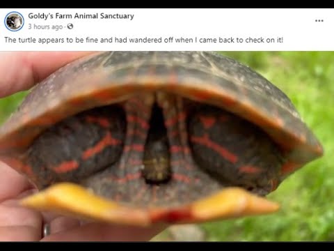 Goldy's Farm Rescue. Turtle! (Hope He/She is OK) - YouTube