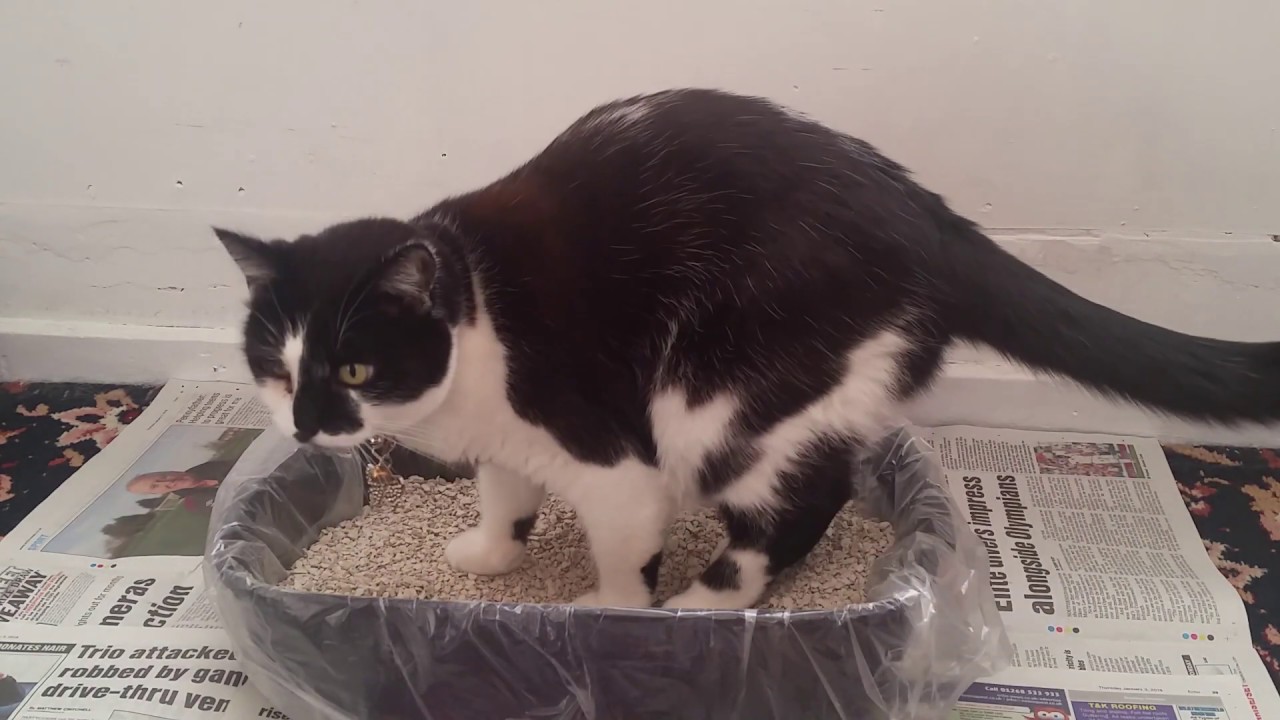 Cat taking a shit #2 - YouTube