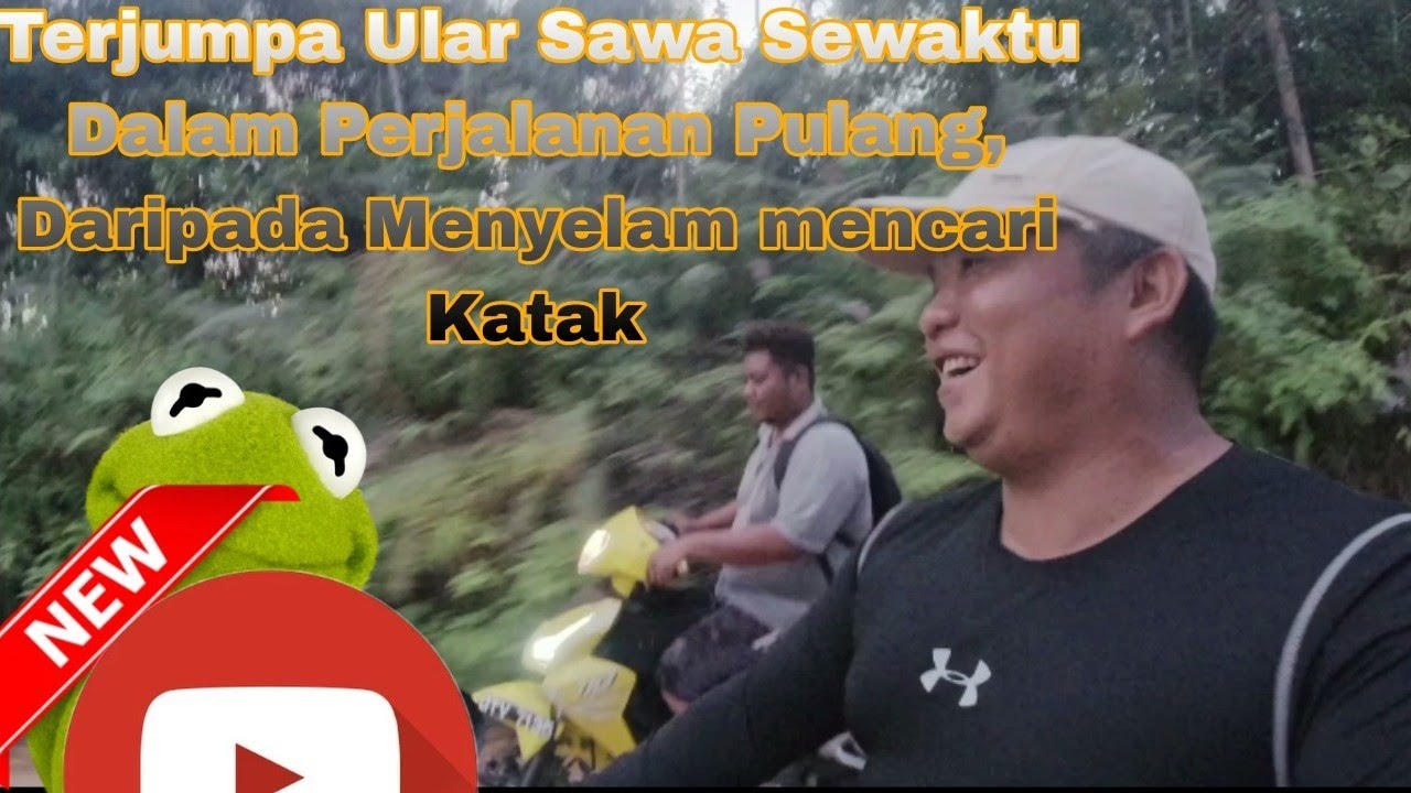 Terjumpa Ular Sawa Batik Lagi Semasa Mencari Katak(Pama) - YouTube