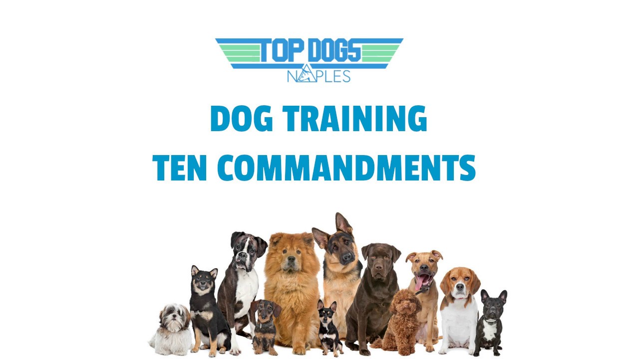 Naples Top Dogs Ten Commandments - YouTube