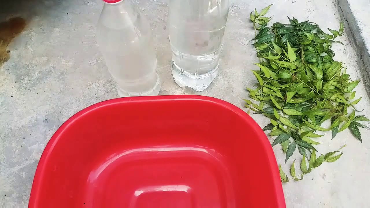 🌿Homemade Neem Spray for milli bugs🐞🐚🐜🕷insects, how to make neem spray ...