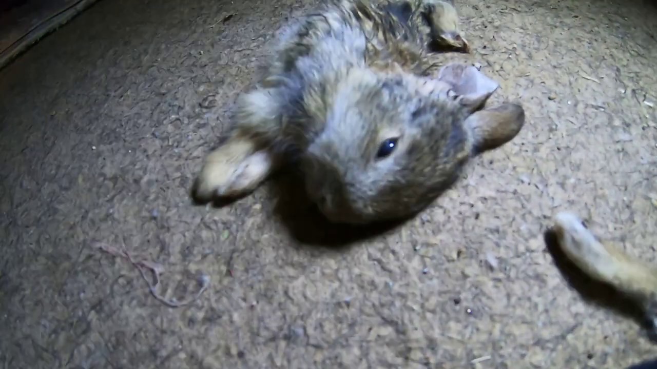 Cat's Bunny Rabbit, Ajo, Arizona, 24 April 2020, GX011425 - YouTube