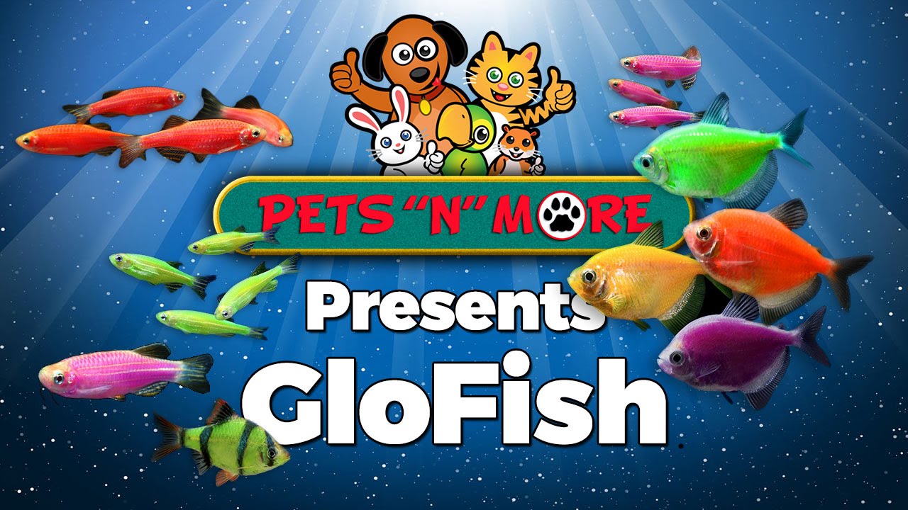 Pets "N" More Presents - GloFish - YouTube